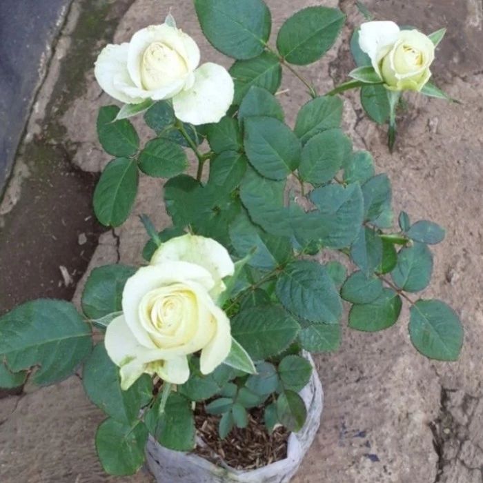 Jual Tanaman Hidup Bunga Mawar Putih l Pojok Mawar l Harga Satuan ...