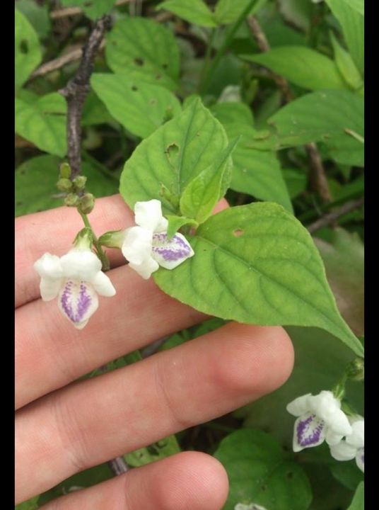 ubat barah , rumput israel | Lazada