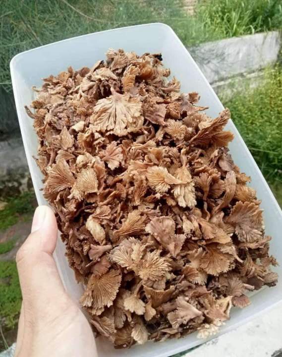 Jamur grigit kering | Lazada Indonesia