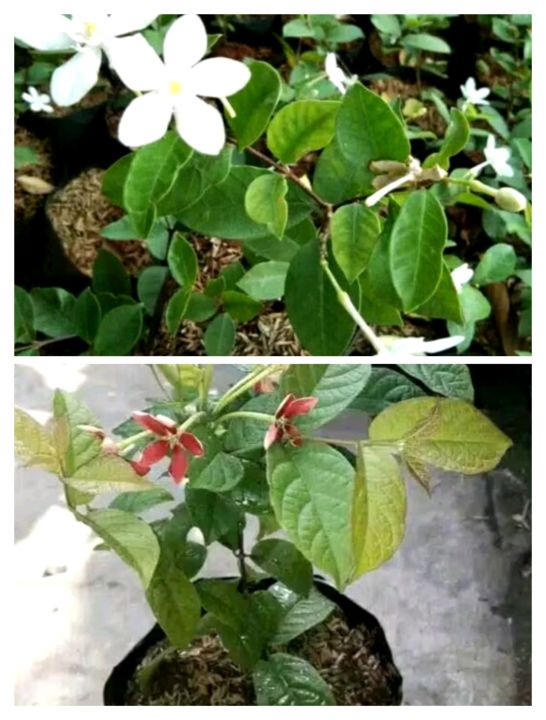 Tanaman hias paket 2 melati Jasmine - melati Belanda | Lazada Indonesia