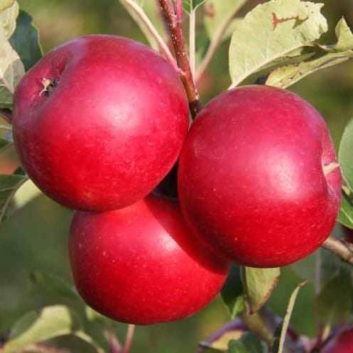 ต้นแอปเปิ้ลเนื้อแดง Red Apple ปลูกในไทยได้ ต้นเสียบยอด ต้นอายุ 2 ปี สูง ...