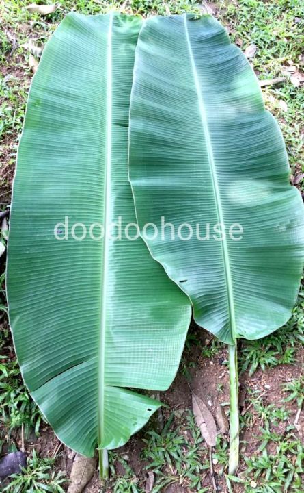 🌟READY STOCK🌟RM2 (1 IKAT) Fresh Banana Leaf/ Daun Pisang segar 新鲜香蕉叶 ...