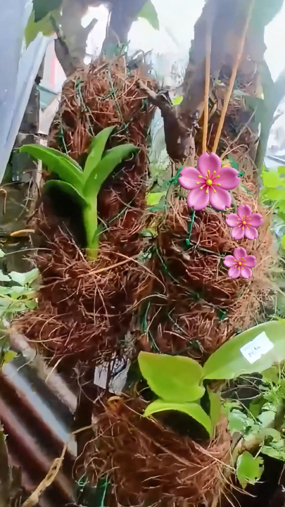 30 cm Coco Fiber Wattles for Soil Stabilization, Orchids & Hanging ...