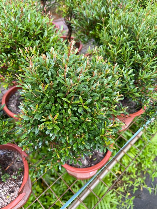 Buxus sempervirens bonsai 红杨盆景 medium pot size real live plant bundle ...