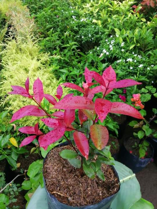 RED EUGENIA / RARE UNCOMMON available in small pot Live plant Rooted ...