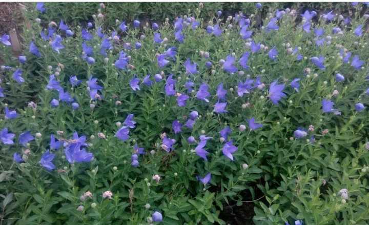 tanaman bunga biru tanaman rajin berbunga walaupun masih kecil tanaman ...