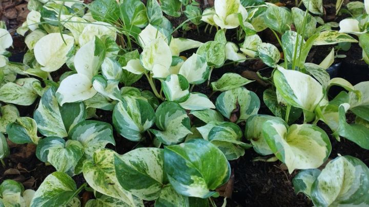 manjula photos . live plant. well rooted npo . and established. bili n ...
