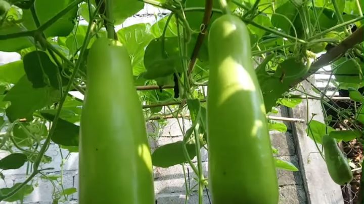 (25 SEEDS) F1 UPO TAMBULI/SUPER LONG/BOTTLE GOURD/HIGH GERMINATION RATE ...