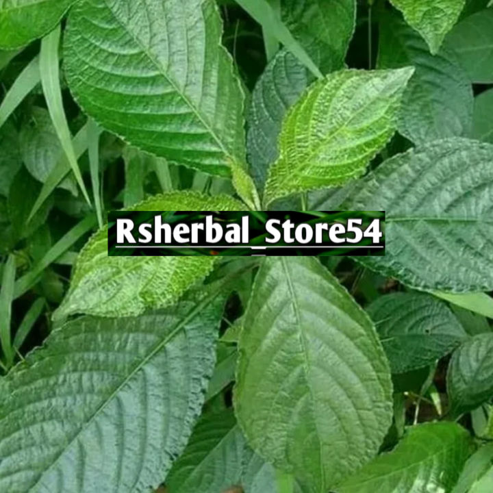 Daun kaji beling segar 1kg atau kibeling fresh petik langsung dari ...