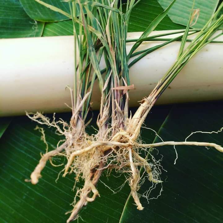 AKAR ALANG ALANG 100 GR HERBAL ALAMI | Lazada Indonesia