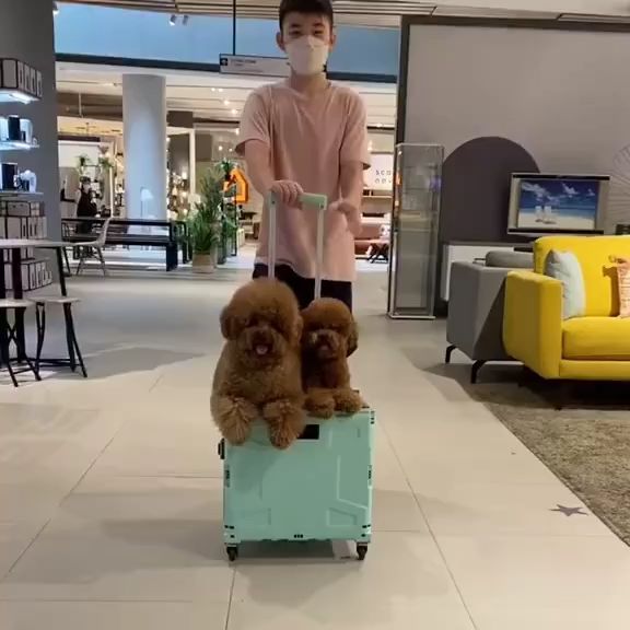 Troli Belanja Lipat Portable Troli Hewan Keranjang Dorong Troli ...