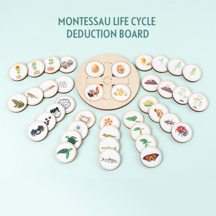 Life Cycle Board Montessori ชุดชีววิทยาวิทยาศาสตร์การศึกษาของเล่นสำหรับ ...