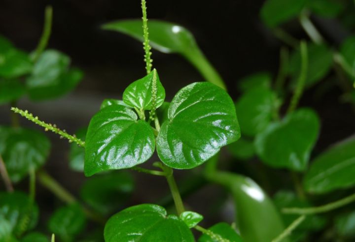 Pansit pansitan Herbal plant uprooted | Lazada PH