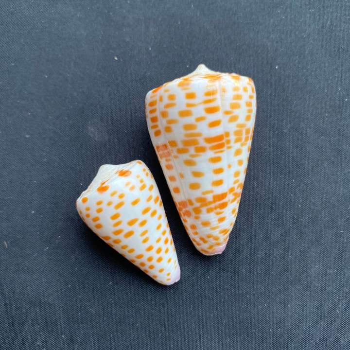 กรวยตาหมากรุกสีแดง red apotted conus hong zhuan | Lazada.co.th