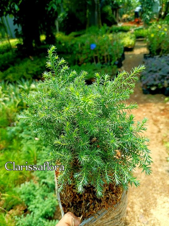 PROM0 !! Tanaman hias cedar Jepang - Tanaman hias hidup | Lazada Indonesia