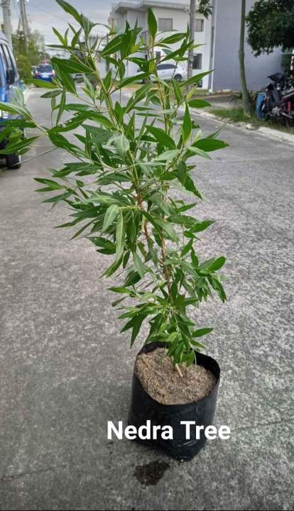 Live Plant Grafted Plant Tree Nedra Tree Plant Fruit bearing Tree Plant ...