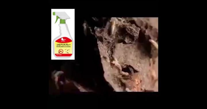 🐜99.99% Effective🐜 termites killer spray termites killer spray japan ...