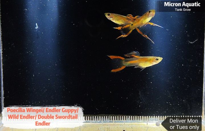 [DOA] Poecilia Wingei / Endler Guppy / Wild Endler / Double Swordtail ...