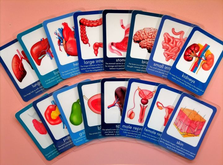 (16pcs) HUMAN INNER ORGANS Flashcards, Laminated Flash cards for kids ...