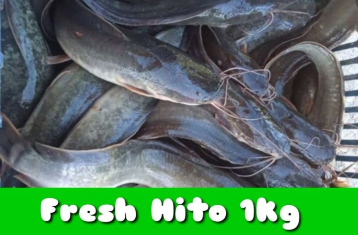 Fresh Hito | Lazada PH: Buy sell online Cut Fish with cheap price ...