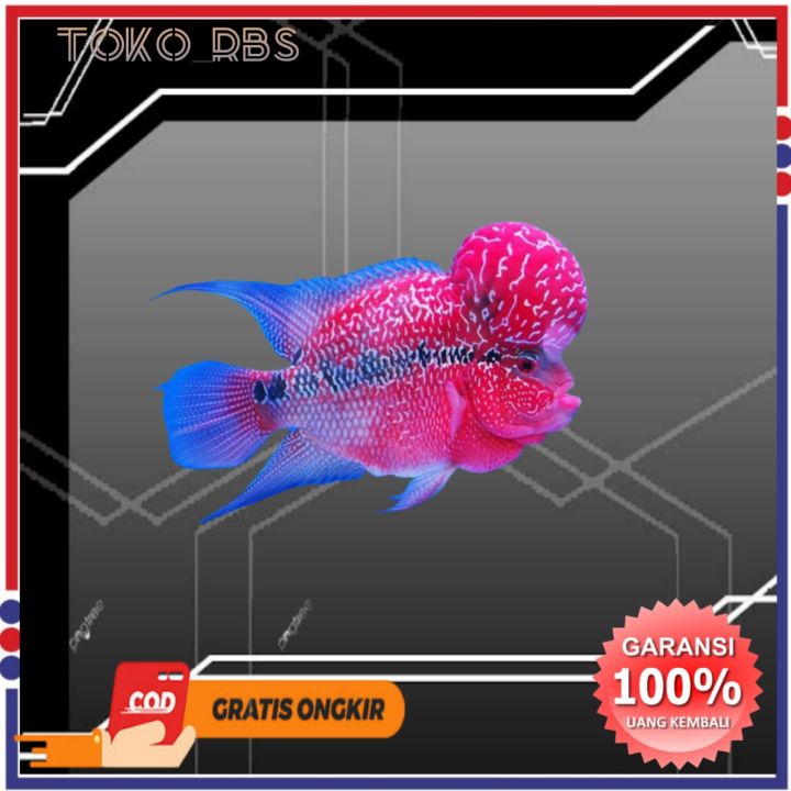 Hiasan akuarium Lohan SRD perlengkapan dan koleksi | Lazada Indonesia