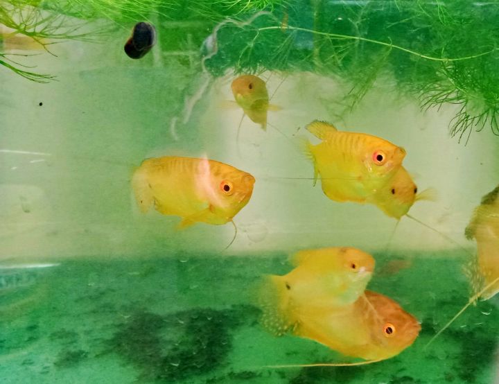 ikan sepat emas, ikan sepat kuning | Lazada