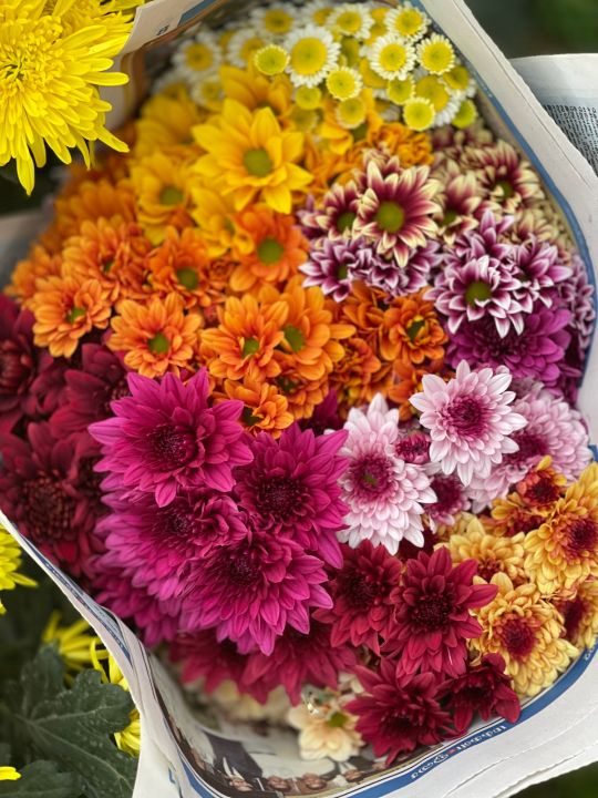 Bunga Segar dari Cameron Highland Satu Bundlenya Rainbow | Lazada