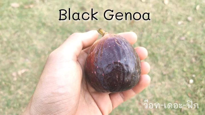 #ว๊อท-เดอะ-ฟิก ต้นมะเดื่อฝรั่ง Black Genoa Fig ผลไม้สุขภาพ อร่อย ปลูก ...
