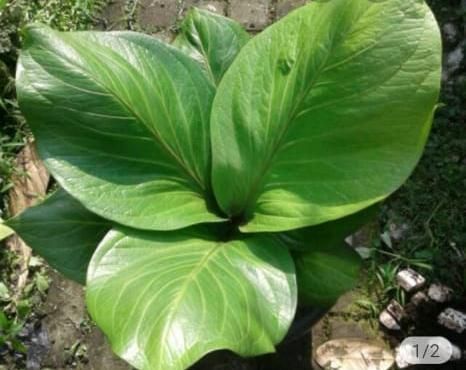 bunga antorium jemani cobra | Lazada Indonesia