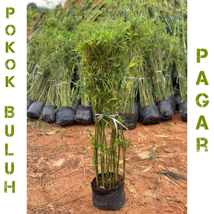 Pokok Buluh Pagar thai murah / pokok buluh pagar thai segar | Lazada
