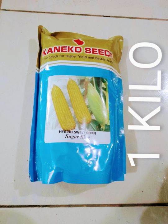 SUGAR KING HYBRID SWEET CORN JAPANESE SWEET CORN SEEDS (1KILO)KANEKO ...