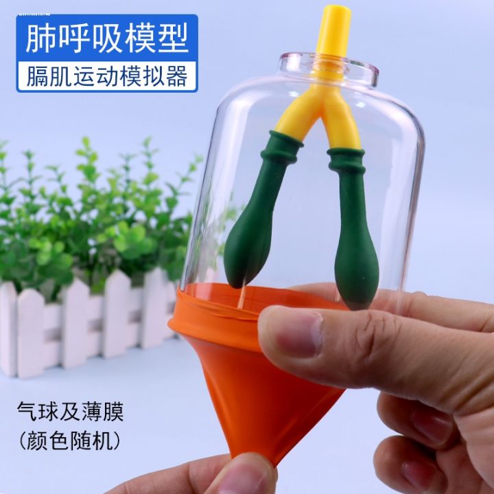 Lung Respiratory Model Experimental Material Package Diaphragm Movement ...