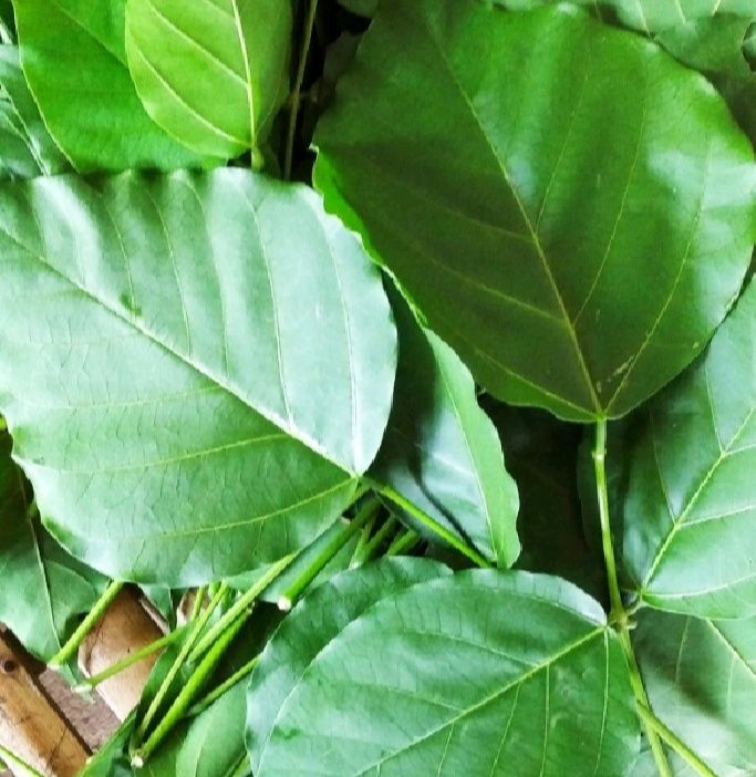 Daun dadap segar 5 tangkai | Lazada Indonesia