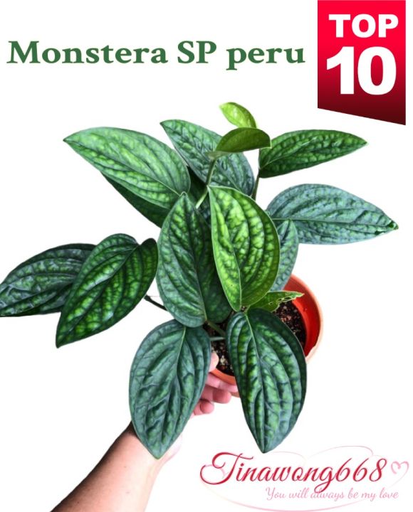 Monstera SP Peru live plant | Pokok hidup indoor | Lazada