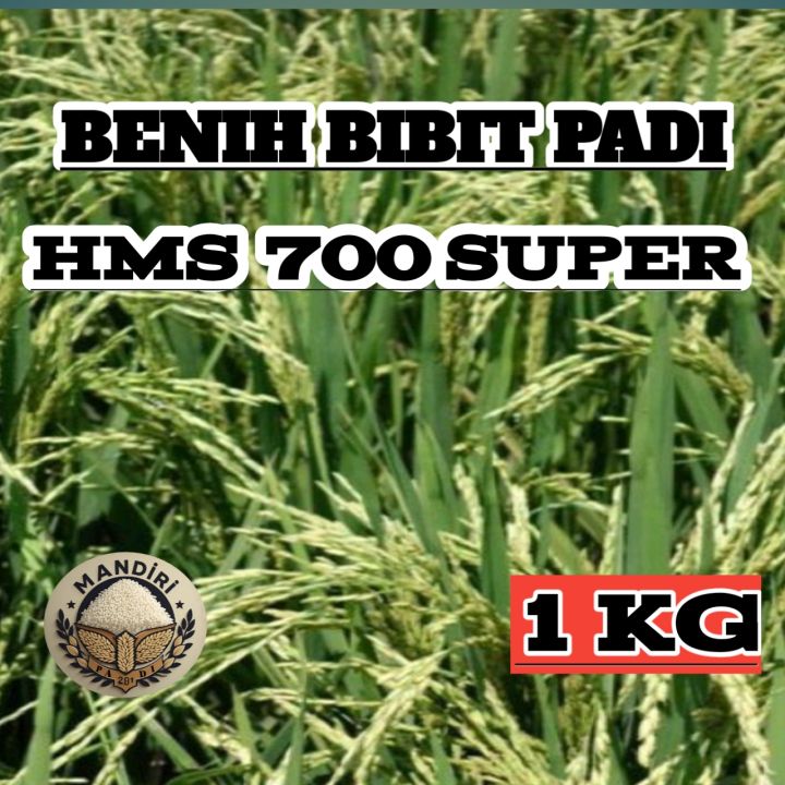 BENIH BIBIT PADI UNGGUL HMS 700 SUPER ORIGINAL KEMASAN 1KG | Lazada ...