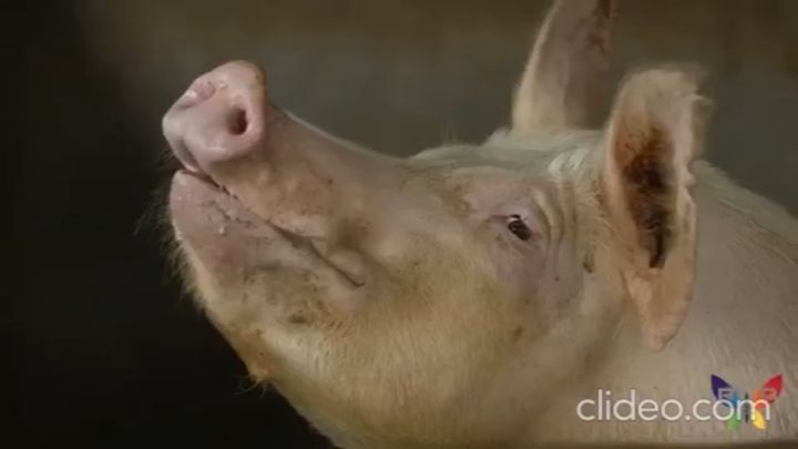 Grand Humivet - Original Super Growth Booster Vitamins Supplement Feed ...