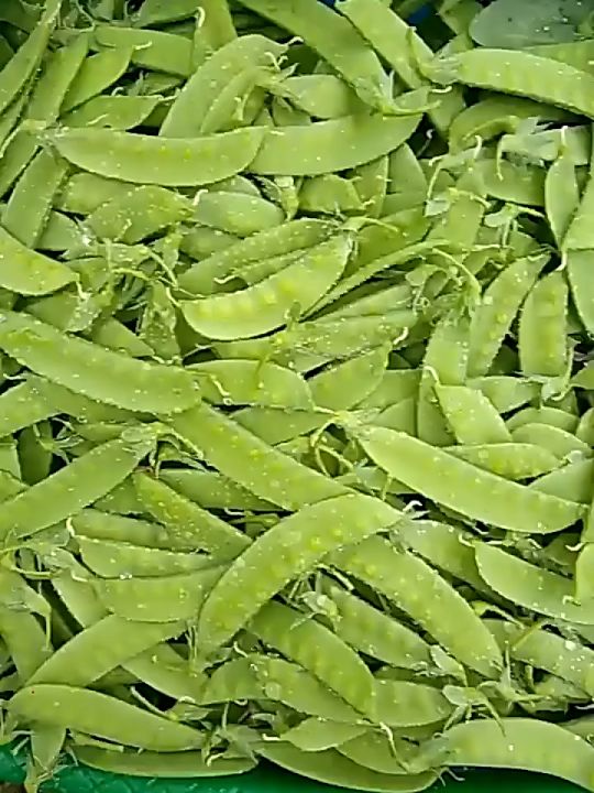 SNOW PEA seeds- ( 20 seeds ) Sitsaro seeds/ Chinese Pea / Snow Peas ...