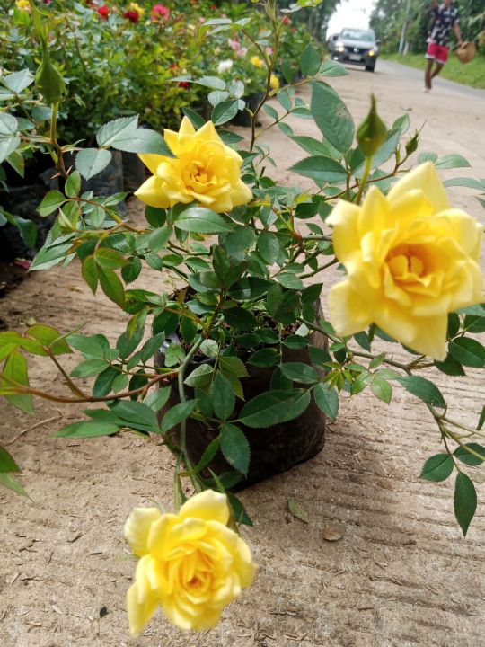 Rose "Yellow" live plant with FREE fertilizer and pot | Lazada PH