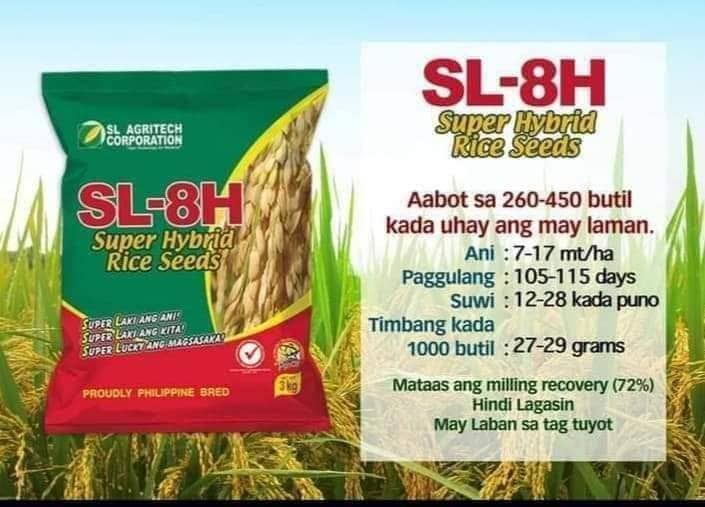 SL 8H Super Hybrid Rice Seeds 3kg | Lazada PH