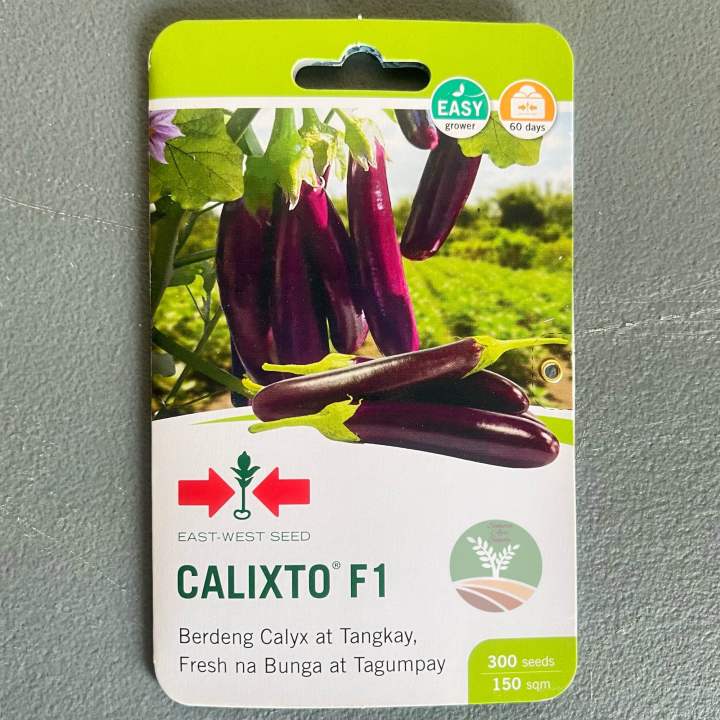 CALIXTO F1 EGGPLANT SEEDS EAST WEST HYBRID TALONG VEGETABLE GARDENING ...
