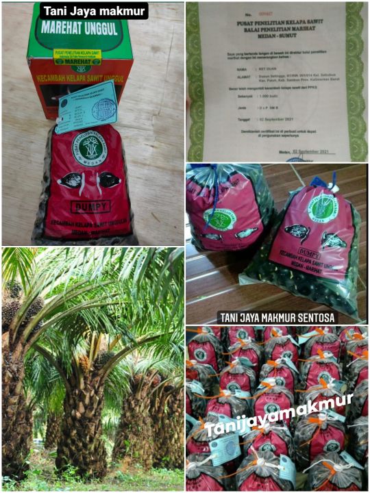 Benih bibit kecambah polong sawit unggul DXP PPKS VARIETAS MAREHAT ...