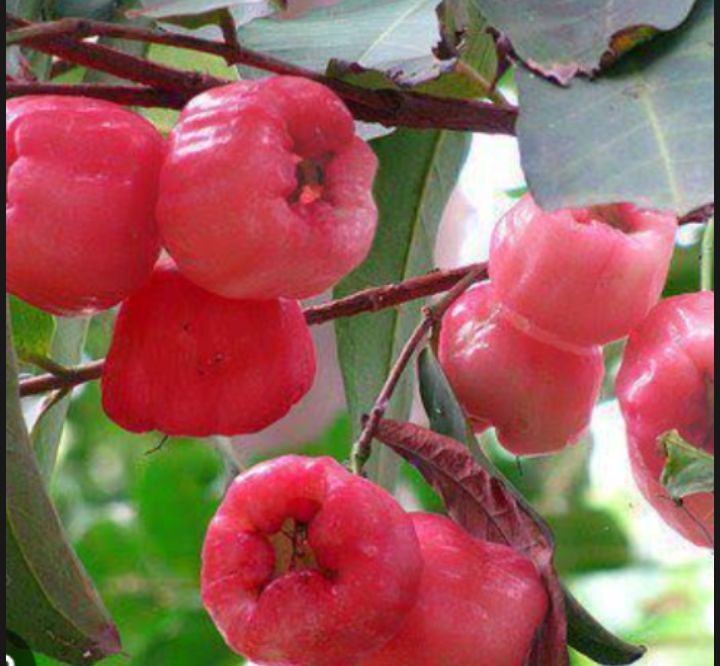 Tambis seeds (2pcs) Wax apple seeds | Lazada PH