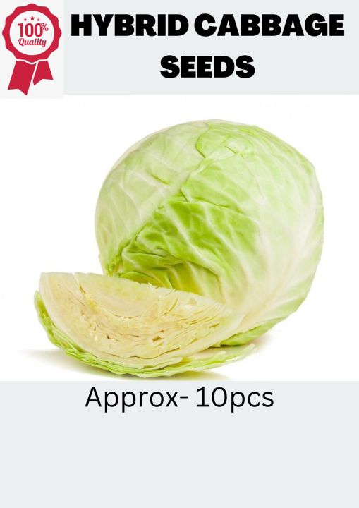 Repolyo/Cabbage ( 10 SEEDS) - 1pack | Lazada PH