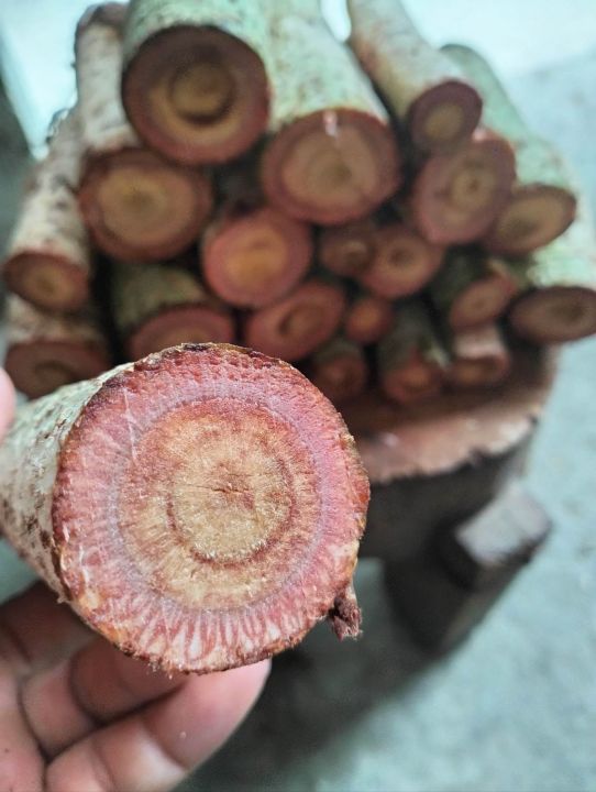 Fresh Alingatong Roots Herbal Roots | Lazada PH