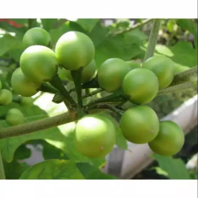 BUAH TAKOKAK /BUAH CEPOKAK SEGAR 500 GRAM | Lazada Indonesia