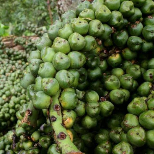 Buah Aren Segar Buah Cangkaleng Mentah 1 kg asli buah cangkaleng buah ...