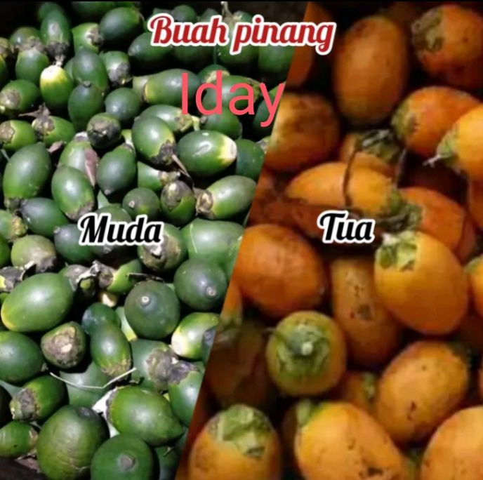 buah jambe/pinang muda,tua SEGAR 1KG TERMURAH OBAT HERBAL ALAMI ...