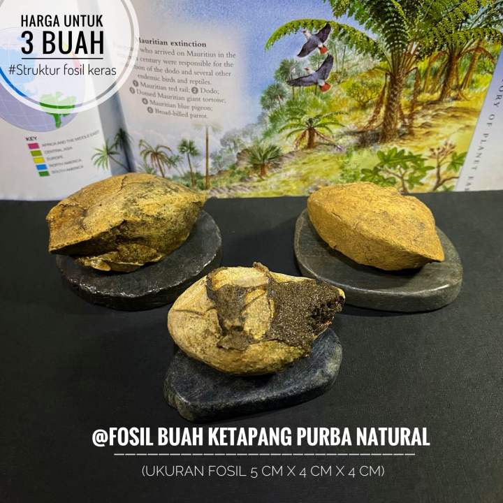 Fosil Buah Ketapang Purba C49 atau Fosil Buah Mesozoikum atau Fossil ...
