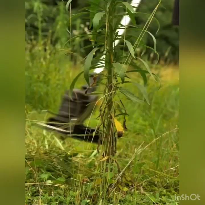 Makita Cordless Lawn Mower Rechargeable Electric Grass Cutter With ...