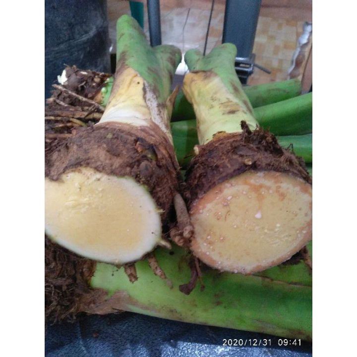 Bibit talas beneng 1kg kualitas super 1-4 mahkota benemg talas | Lazada ...